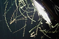 Air Rods | Cryptid Wiki | Fandom
