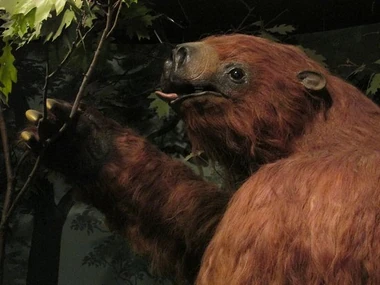 User blog:Praying Mantis Man/Mapinguari! Animatronic Ground Sloth ...