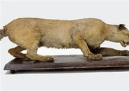 South Carolina | Cryptid Wiki | Fandom