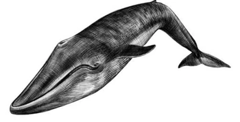52-Hertz Whale | Cryptid Wiki | Fandom