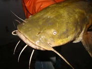 Giant Catfish | Cryptid Wiki | Fandom