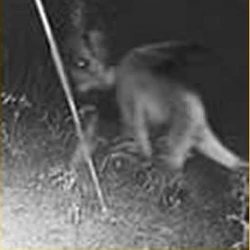 flying humanoid cryptid