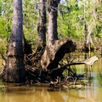 Leelanau Lake Monster | Cryptid Wiki | Fandom