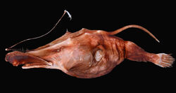 Three-Starred Anglerfish | Cryptid Wiki | Fandom
