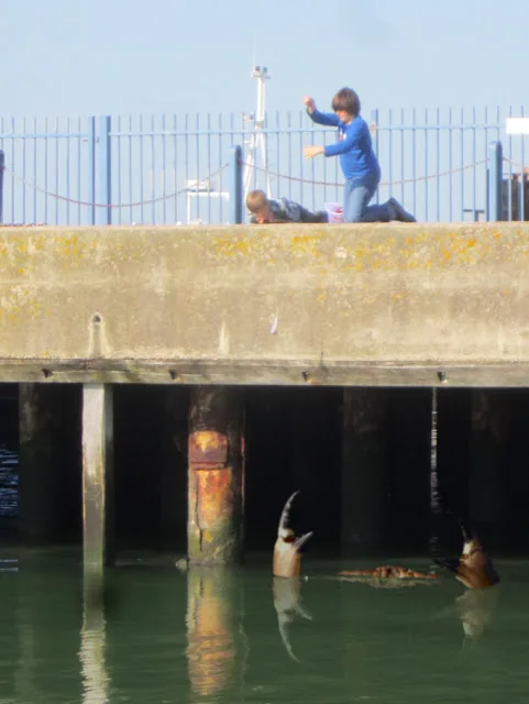 Crabzilla | Cryptid Wiki | Fandom