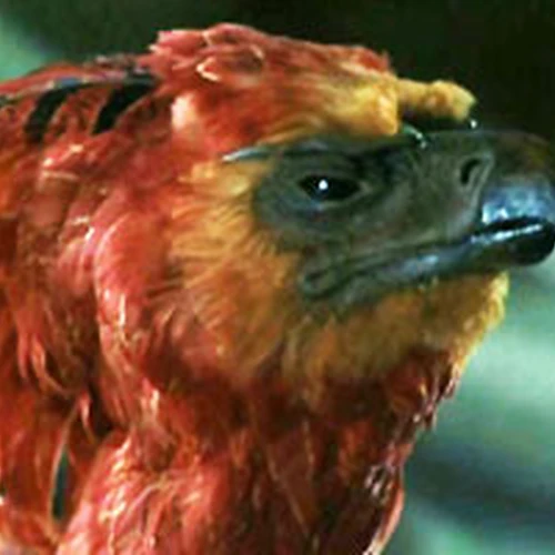 Real Phoenix Bird Sightings