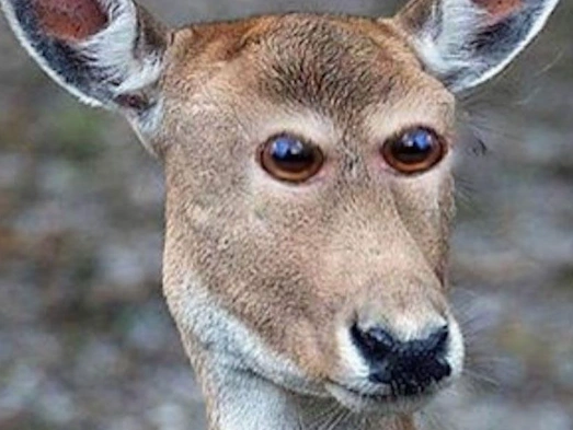 Category:Tennessee | Cryptid Wiki | Fandom