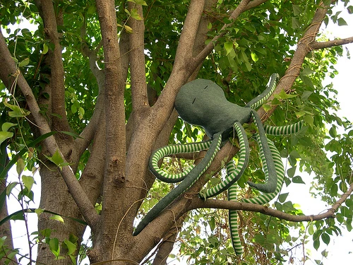 Pacific Northwest Tree Octopus | Cryptid Wiki | Fandom