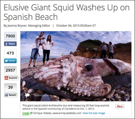 Santa Monica Giant Squid | Cryptid Wiki | Fandom