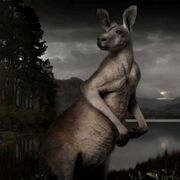 Phantom Kangaroo | Cryptid Wiki | Fandom