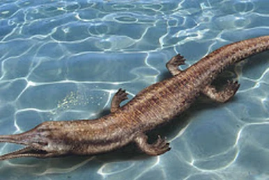 Cadborosaurus Willsi