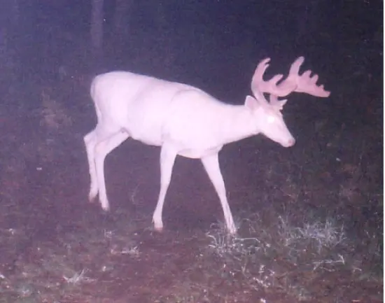 Ghost Deer | Cryptid Wiki | Fandom