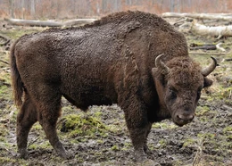 Bonnacon | Cryptid Wiki | Fandom