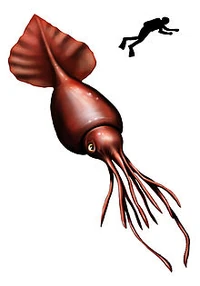 Colossal Squid | Cryptid Wiki | Fandom