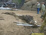 Sakhalin Island Sea Wolf | Cryptid Wiki | Fandom