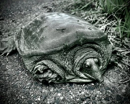 Ōgame | Cryptid Wiki | Fandom