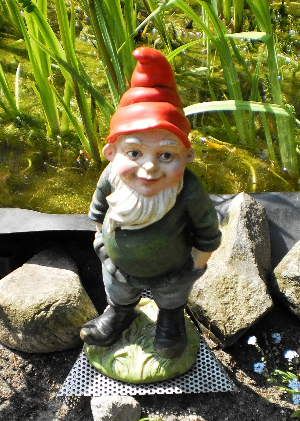 Real Gnomes Sightings