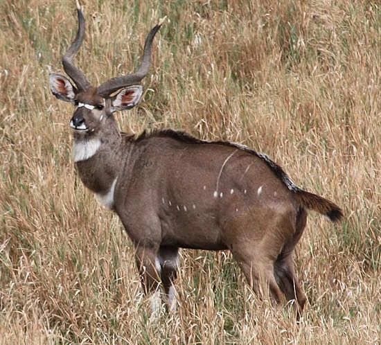 Mountain Nyala | Cryptid Wiki | Fandom