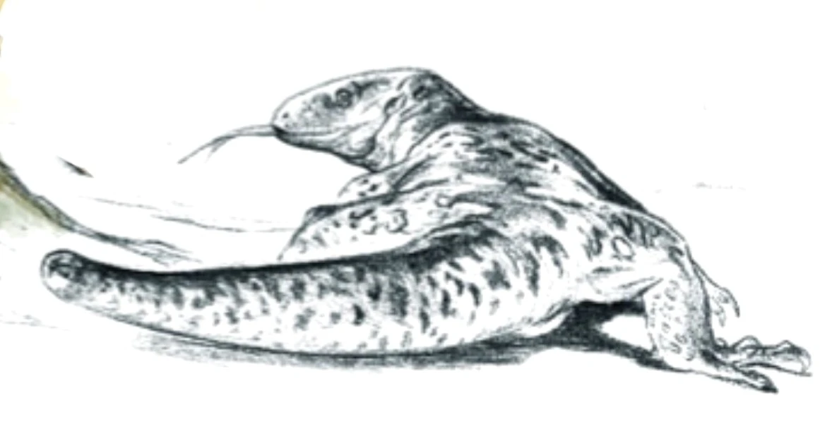 Giant Lizard of Gomoku-yama | Cryptid Wiki | Fandom