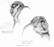 Monkey-Man of New Delhi | Cryptid Wiki | Fandom