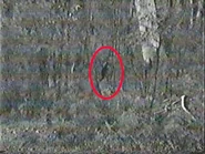 Yowie | Cryptid Wiki | Fandom