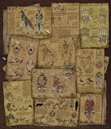 Werewolf | Cryptid Wiki | Fandom