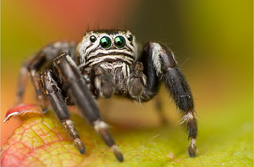 Category:Spiders | Cryptid Wiki | Fandom