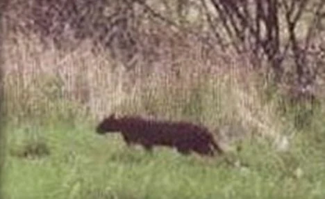 Black Beast of Exmoor | Cryptid Wiki | Fandom