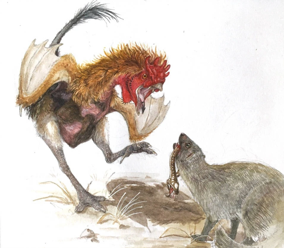 Cockatrice | Cryptid Wiki | Fandom