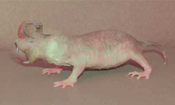 Hotheaded Naked Ice Borer | Cryptid Wiki | Fandom