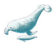 Trunko | Cryptid Wiki | Fandom