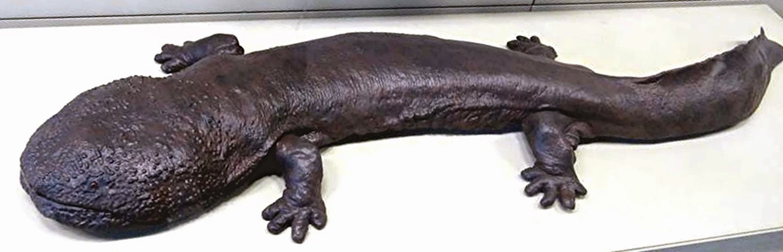 cryptobranchidae salamanders