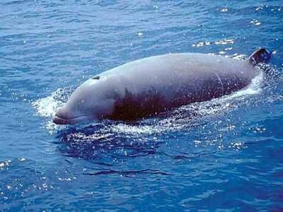 Ziphius (Cuvier's Beaked Whale) | Cryptid Wiki | Fandom