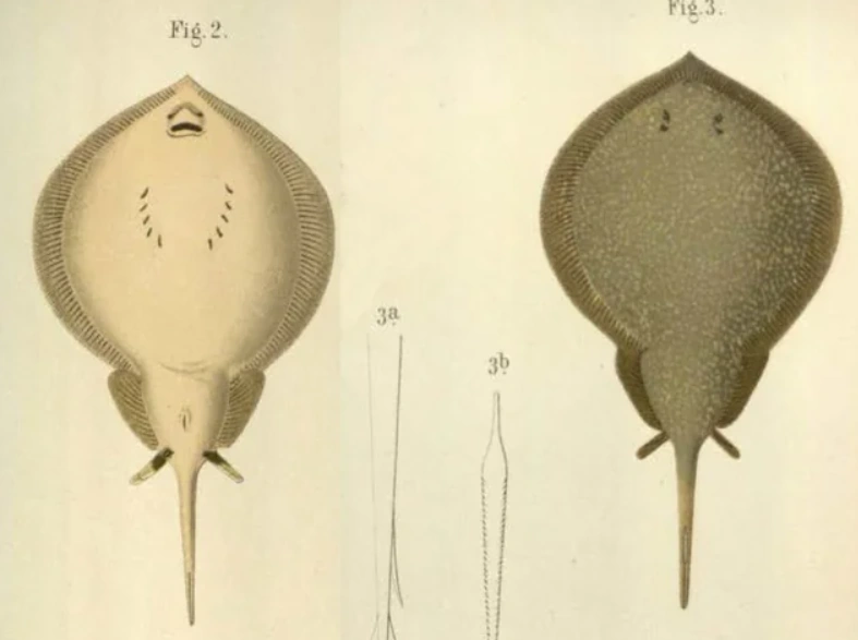 Chilean round stringray | Cryptid Wiki | Fandom