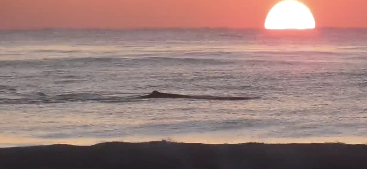 Iwakkie | Cryptid Wiki | Fandom