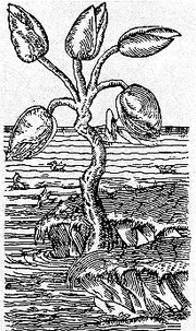 Barnacle Tree | Cryptid Wiki | Fandom