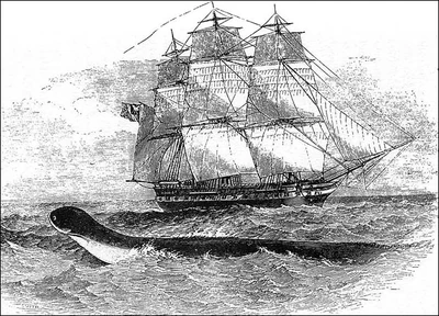 HMS Daedalus Serpent | Cryptid Wiki | Fandom