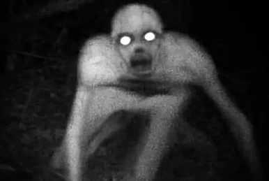 Hibagon Sightings