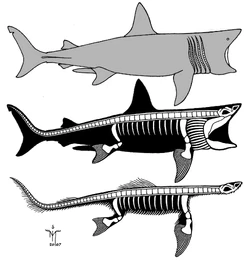 Plesiosaur Carcass