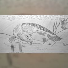 Obojoki | Cryptid Wiki | Fandom
