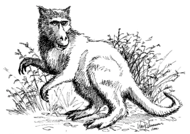 Devil monkey | Cryptid Wiki | Fandom