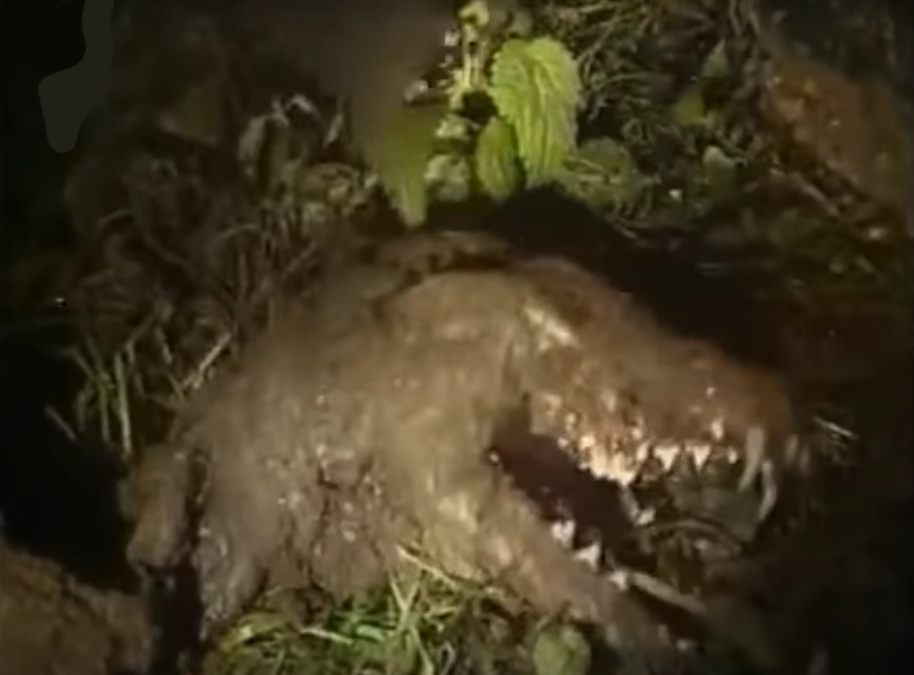 Real Kappa Sightings