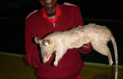 Giant Rat | Cryptid Wiki | Fandom