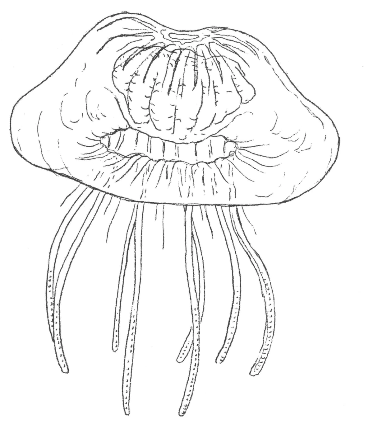 Tatra Jellyfish | Cryptid Wiki | Fandom