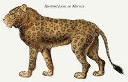Marozi | Cryptid Wiki | Fandom