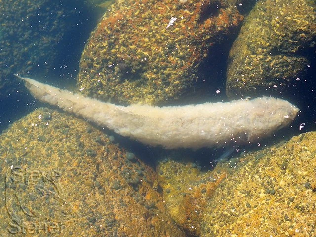 Fur-Bearing Trout | Cryptid Wiki | Fandom