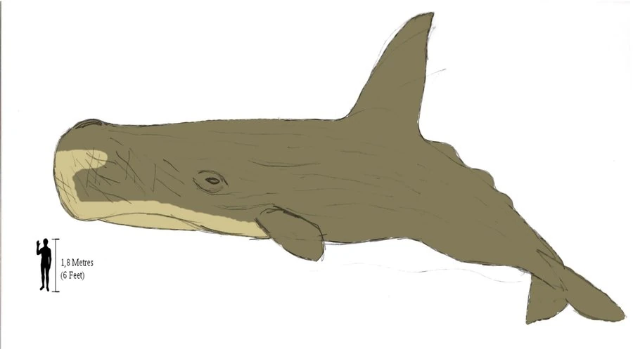 High Finned Sperm Whale