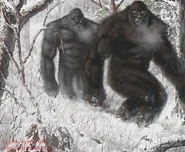 Bigfoot | Cryptid Wiki | Fandom