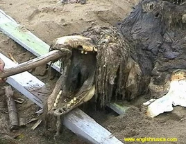 Sakhalin Island Sea Wolf | Cryptid Wiki | Fandom