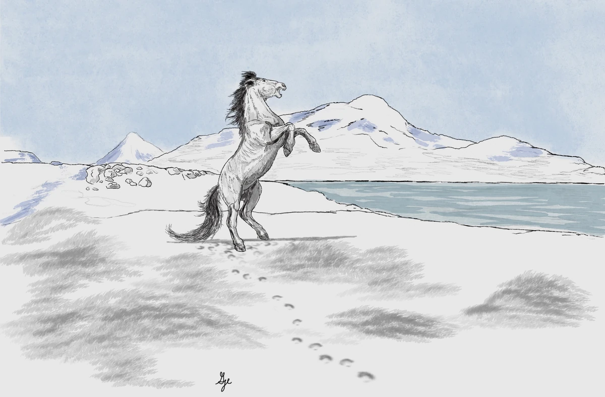 Kerguelen Islands Horse | Cryptid Wiki | Fandom